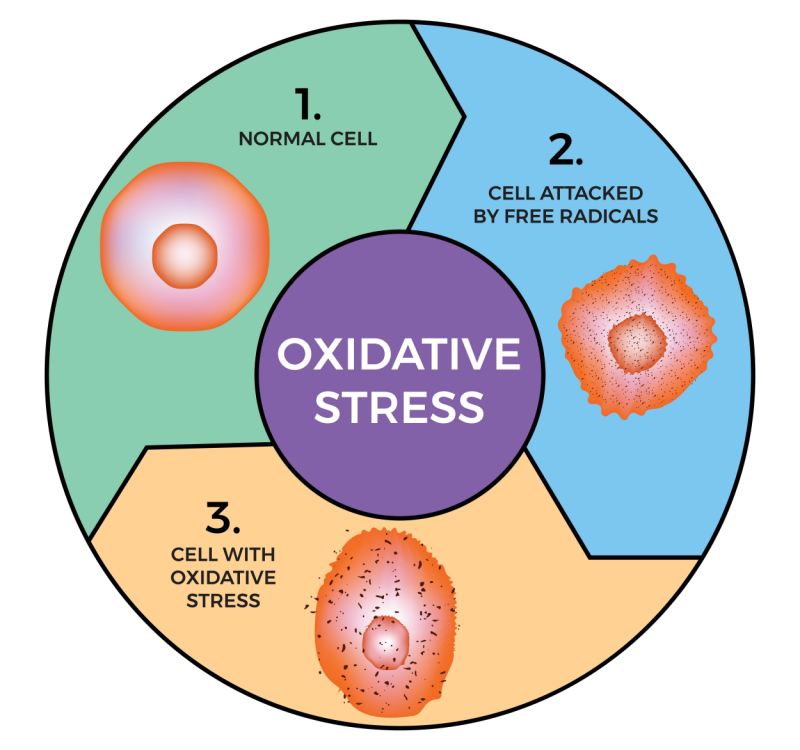 The Impact of Genetics on Oxidative Stress